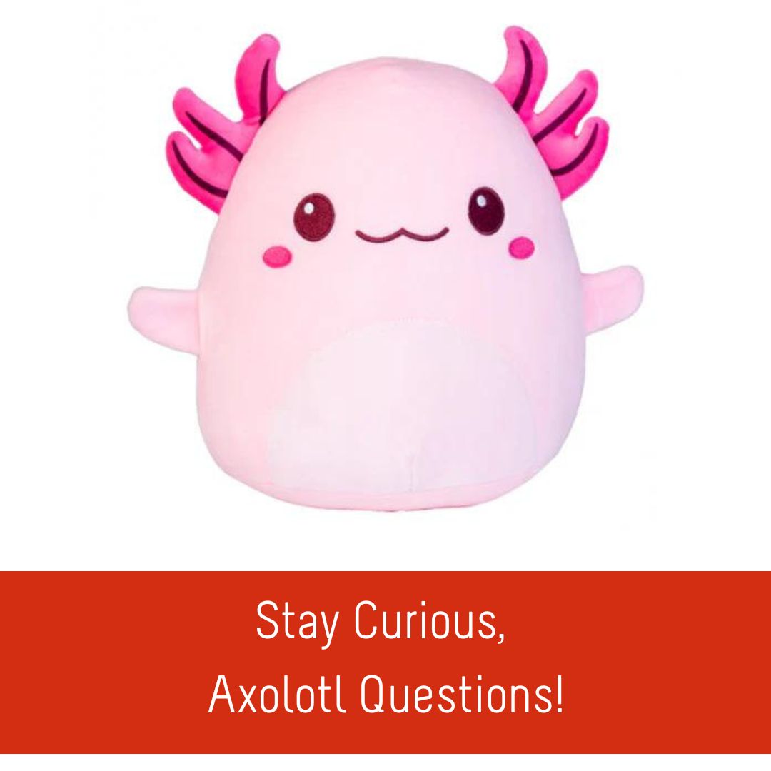 Cute Axolotl Gifts – Plato's Wonder. Create. Discover