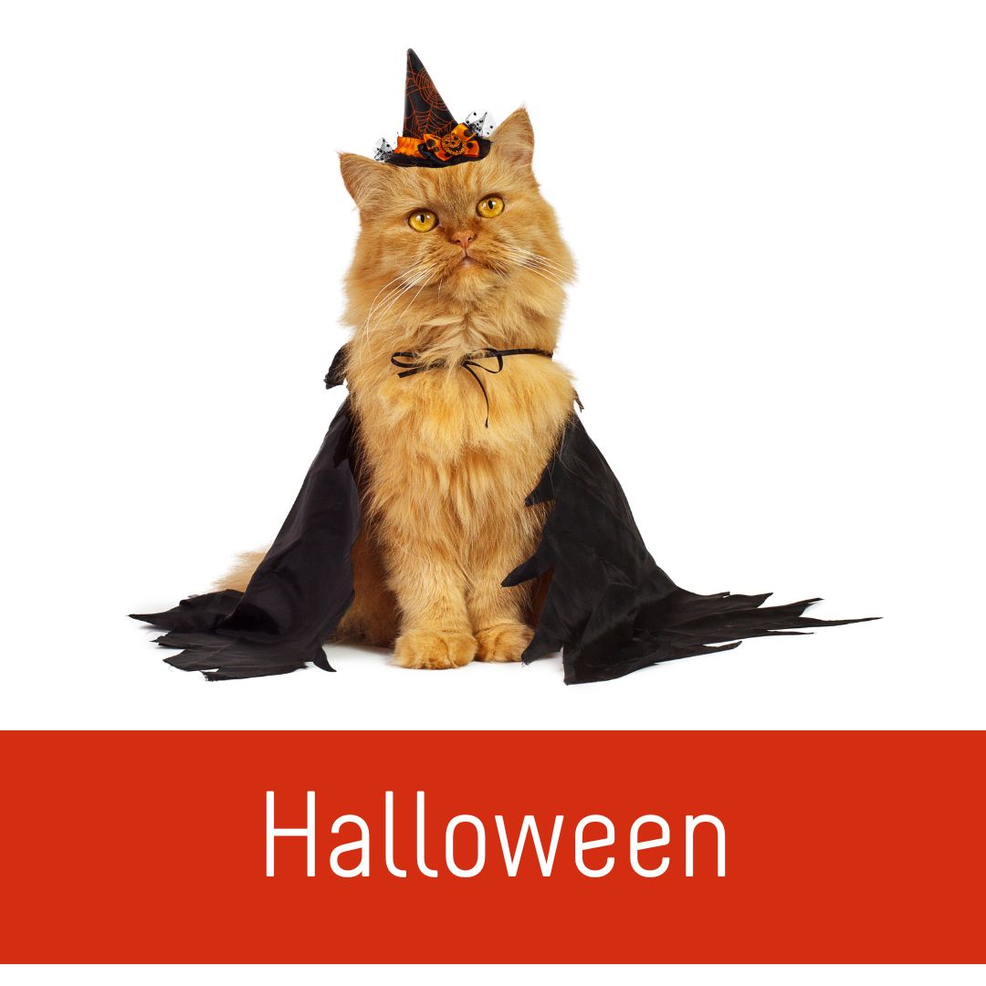 Spooky good gifts! – Tagged "Fidget and Sensory Toys" – Plato's Wonder ...